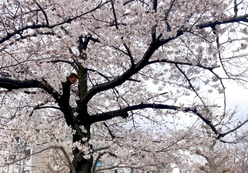 新年度がはじまりました | LaZo